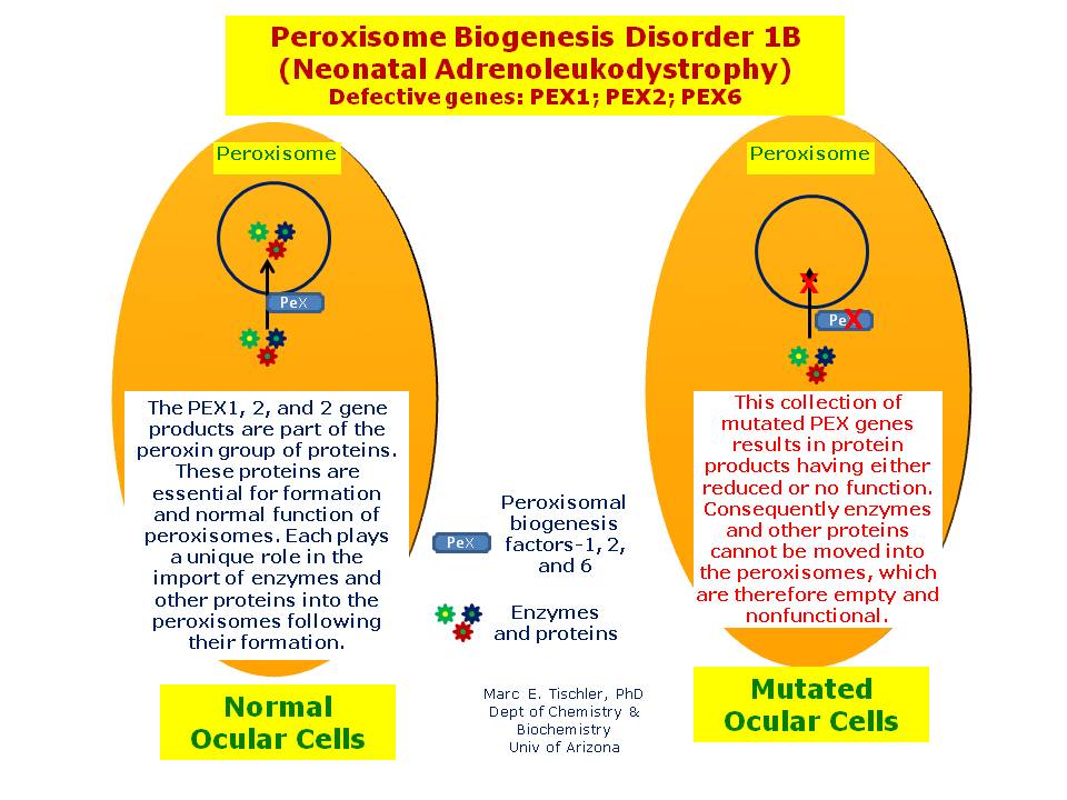 Peroxisome Biogenesis Disorder 1B (neonatal adrenoleukodystrophy ...